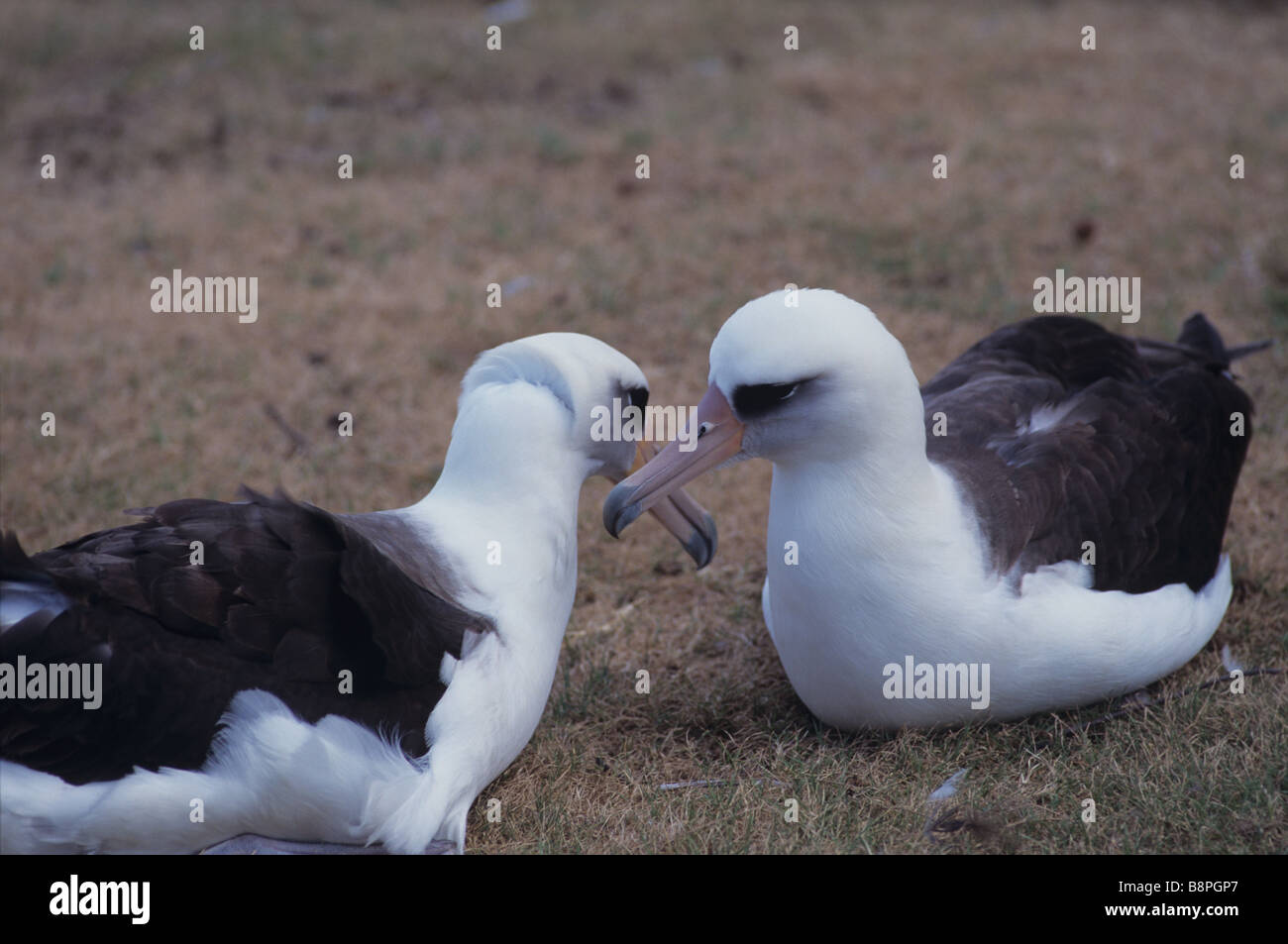 Albatross couple love hi-res stock photography and images - Alamy