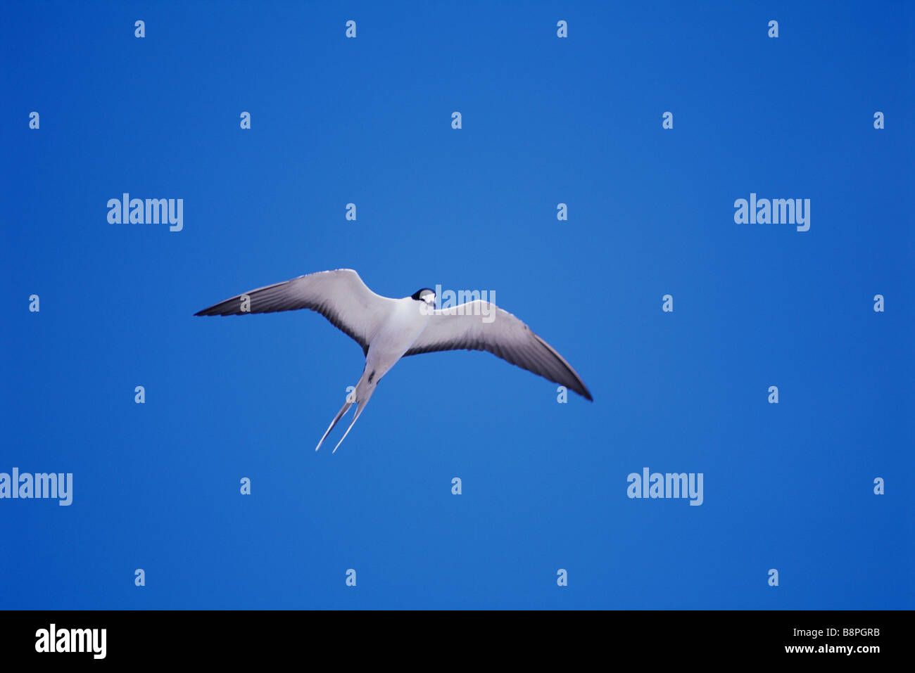 Tern island hawaii hi-res stock photography and images - Alamy