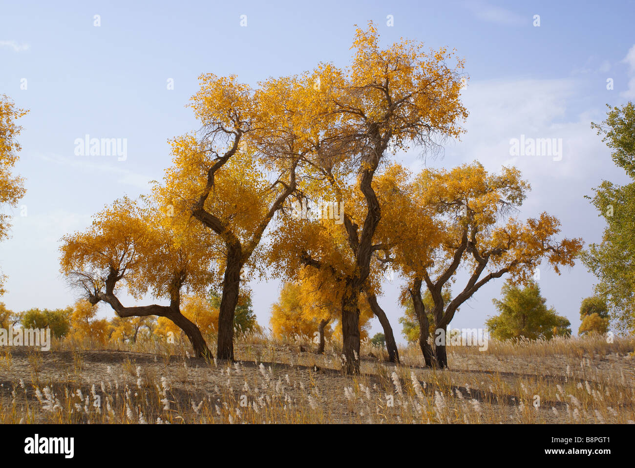 Autumn view of Euphrates Poplar trees, Tarim River, Luntai County ...