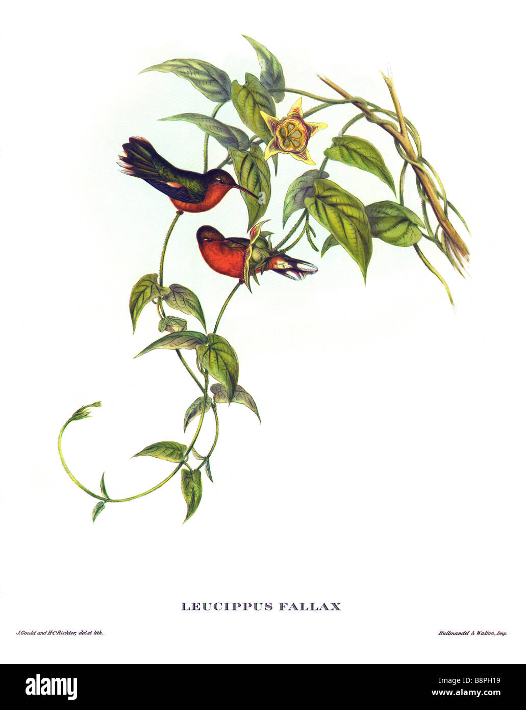 Leucippus hi-res stock photography and images - Alamy