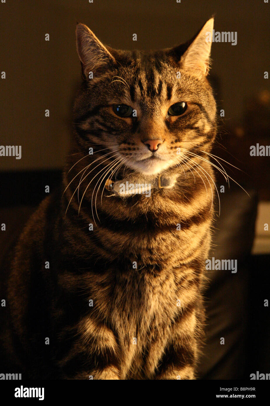 Tabby cat in shadow Stock Photo - Alamy