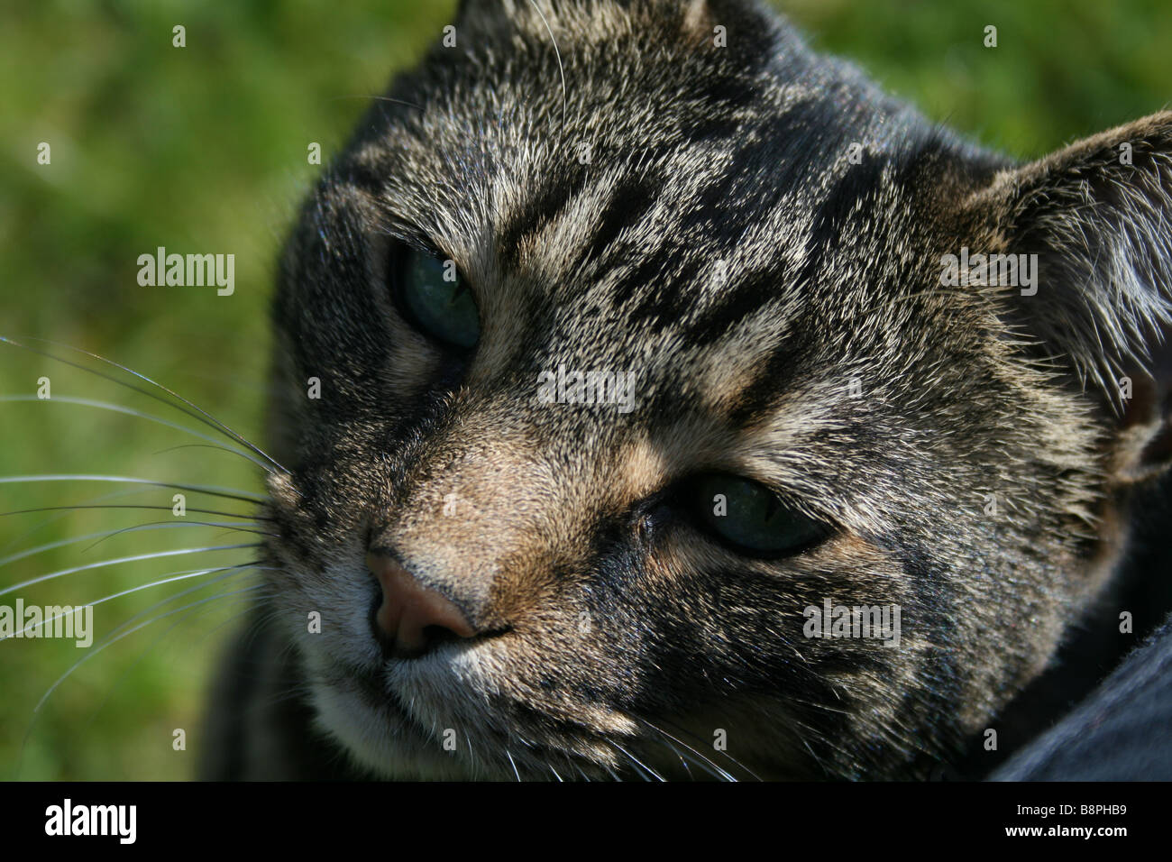 Male tabby cat hi-res stock photography and images - Alamy