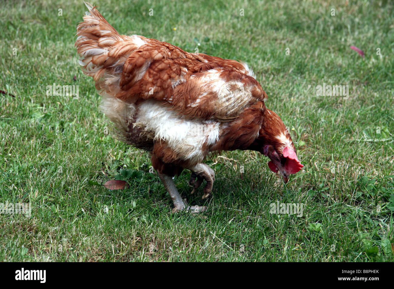 Ex-battery hen enjoying freedom of a garden Stock Photo - Alamy