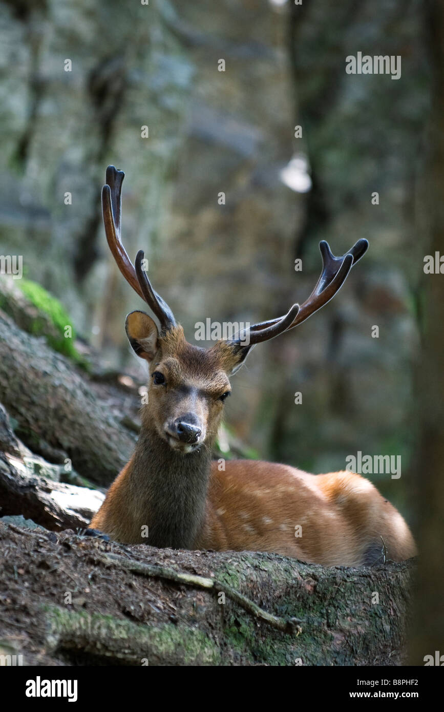 Buck shots hi-res stock photography and images - Alamy
