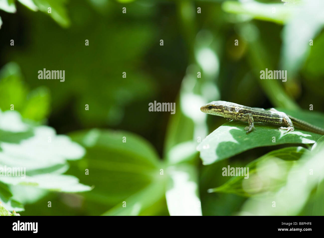 Lizard on leaf Stock Photo - Alamy