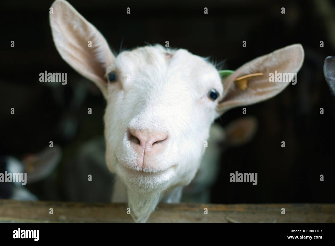 Goat looking at camera Stock Photo - Alamy