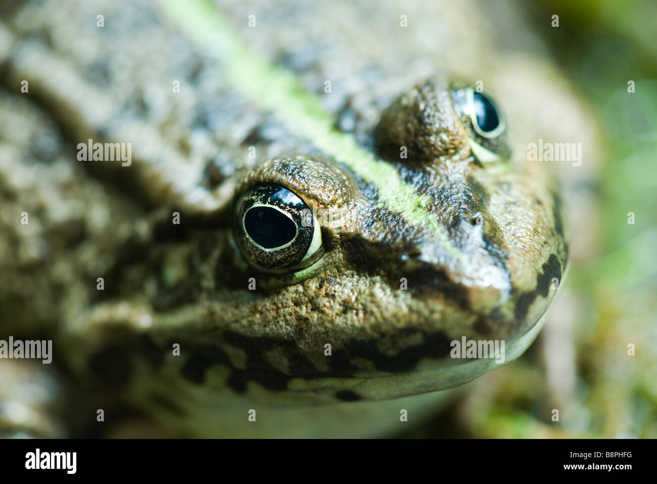 Natterjack toad, close-up Stock Photo - Alamy