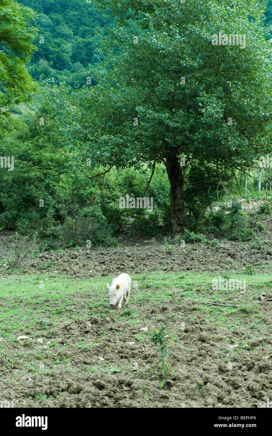Pigs field one person hi-res stock photography and images - Alamy