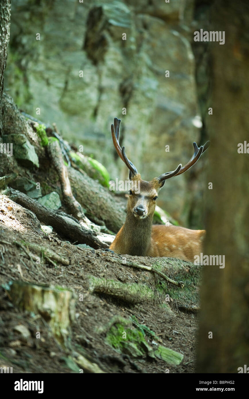 Buck looking hi-res stock photography and images - Alamy