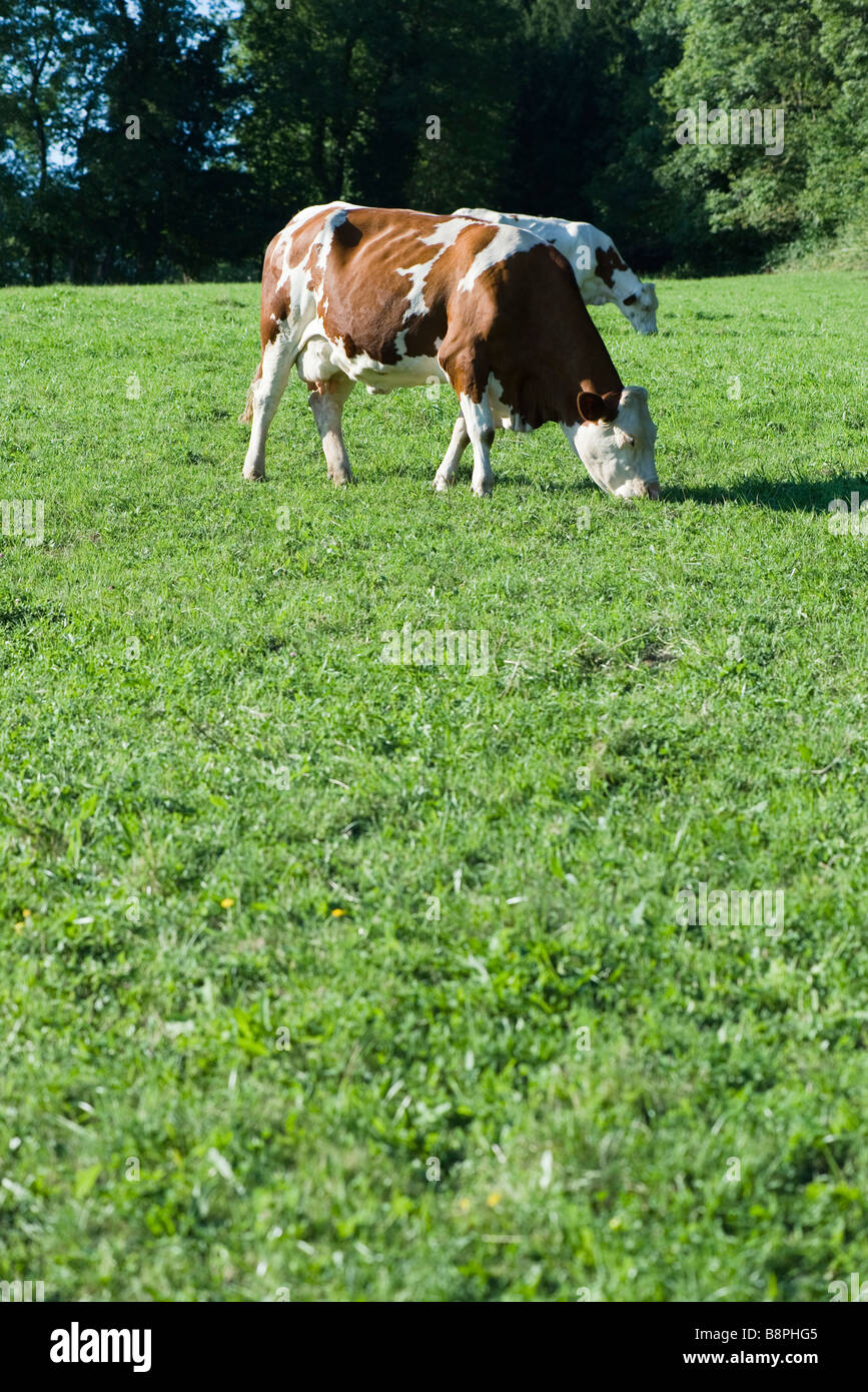 Cows in fields grazing daytime hi-res stock photography and images - Alamy