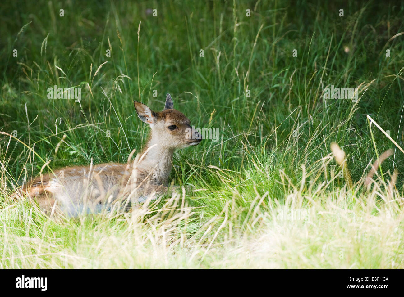 Fawn lying down in grass Stock Photo - Alamy