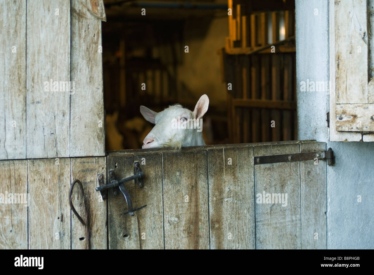Goat looking over barn door Stock Photo - Alamy