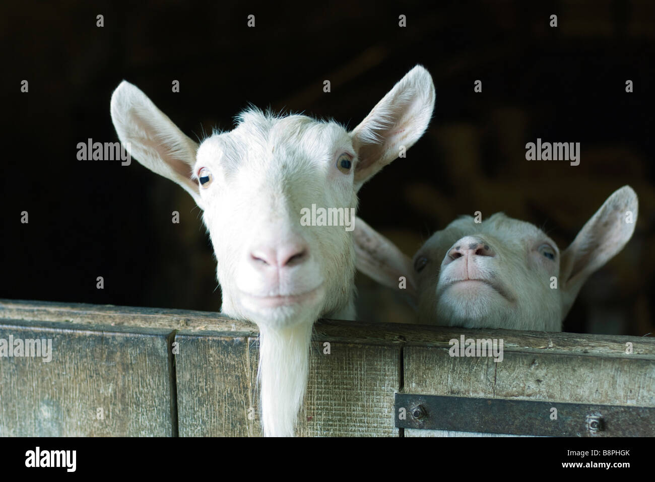 Goat looking out barn door hi-res stock photography and images - Alamy