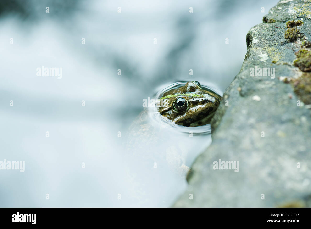 Natterjack toad floating, head above water Stock Photo - Alamy
