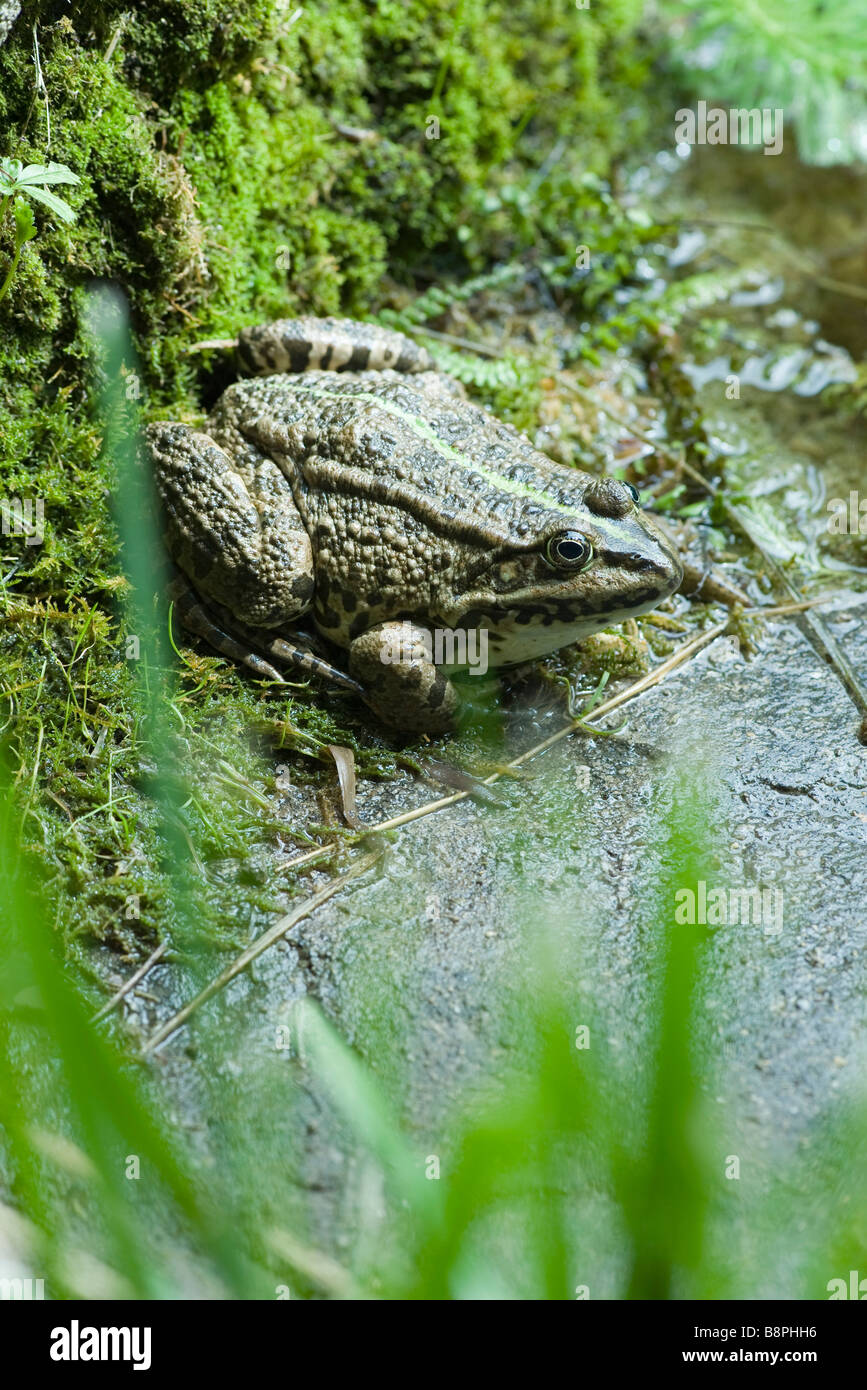 Natterjack toad crouched on moss by mud Stock Photo - Alamy