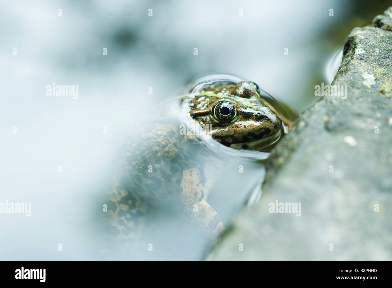 Peeking from water hi-res stock photography and images - Alamy