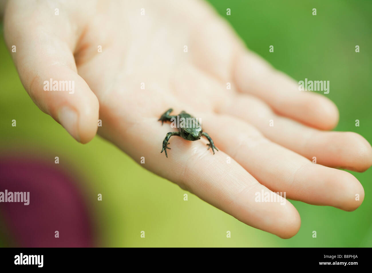 Seychelles palm frog hi-res stock photography and images - Alamy