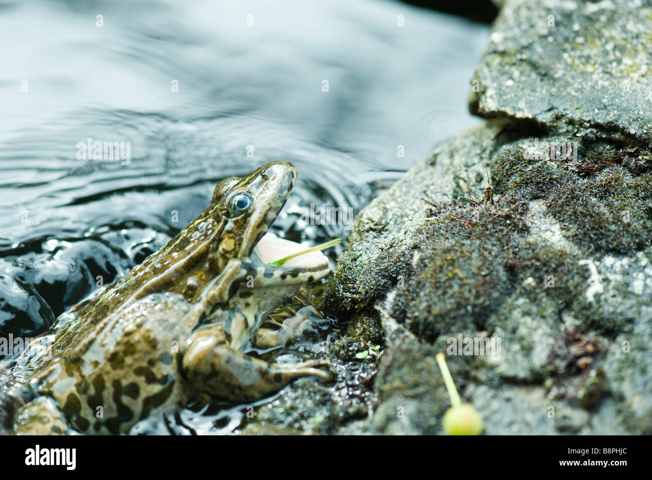 Frog tongue hi-res stock photography and images - Alamy