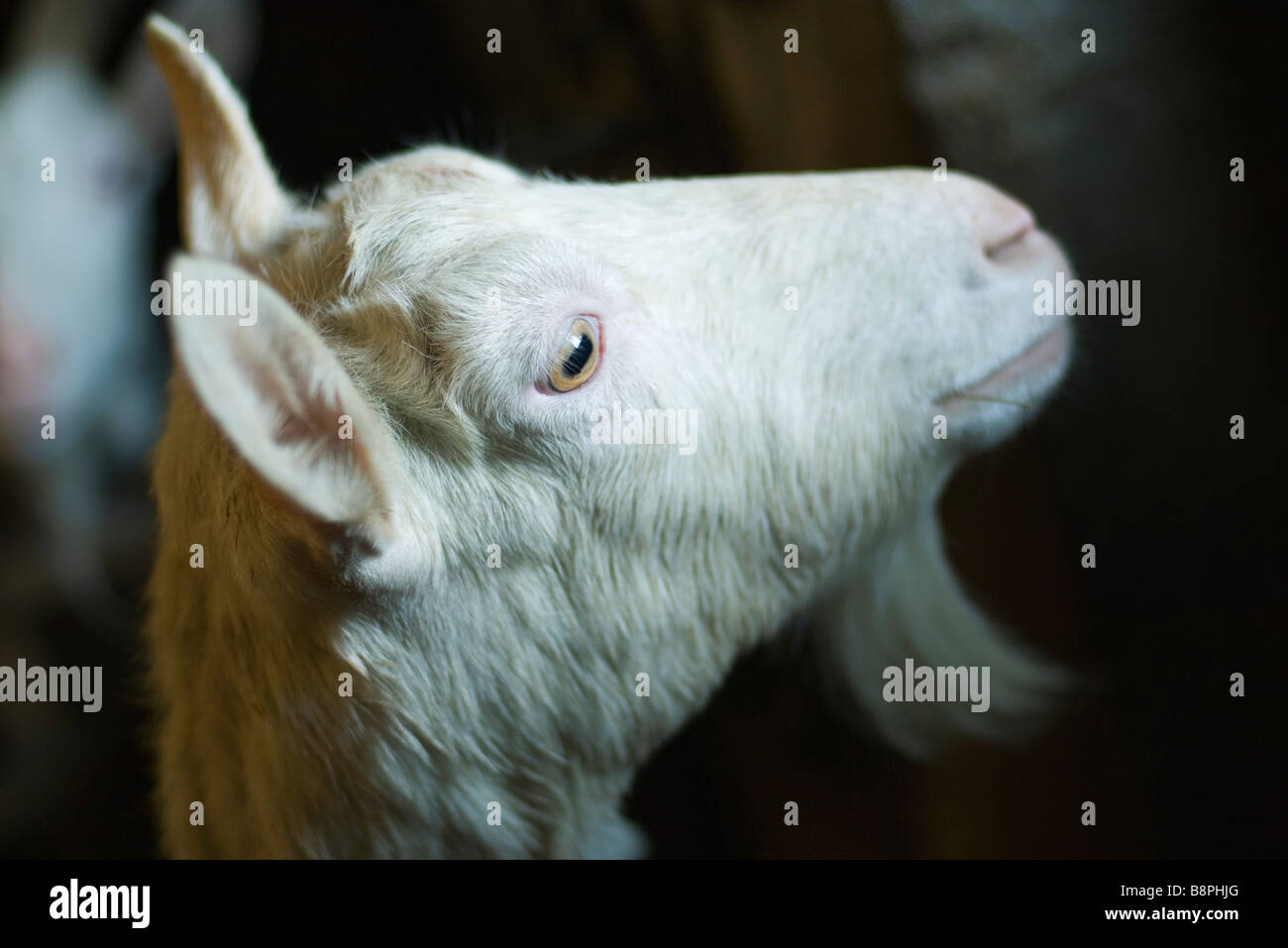 White goat images hi-res stock photography and images - Alamy