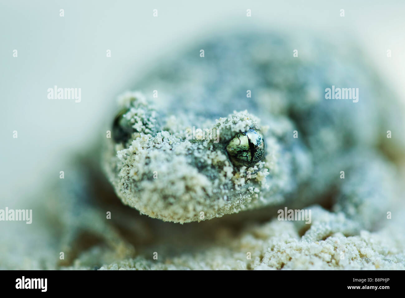 Midwife toads hi-res stock photography and images - Alamy
