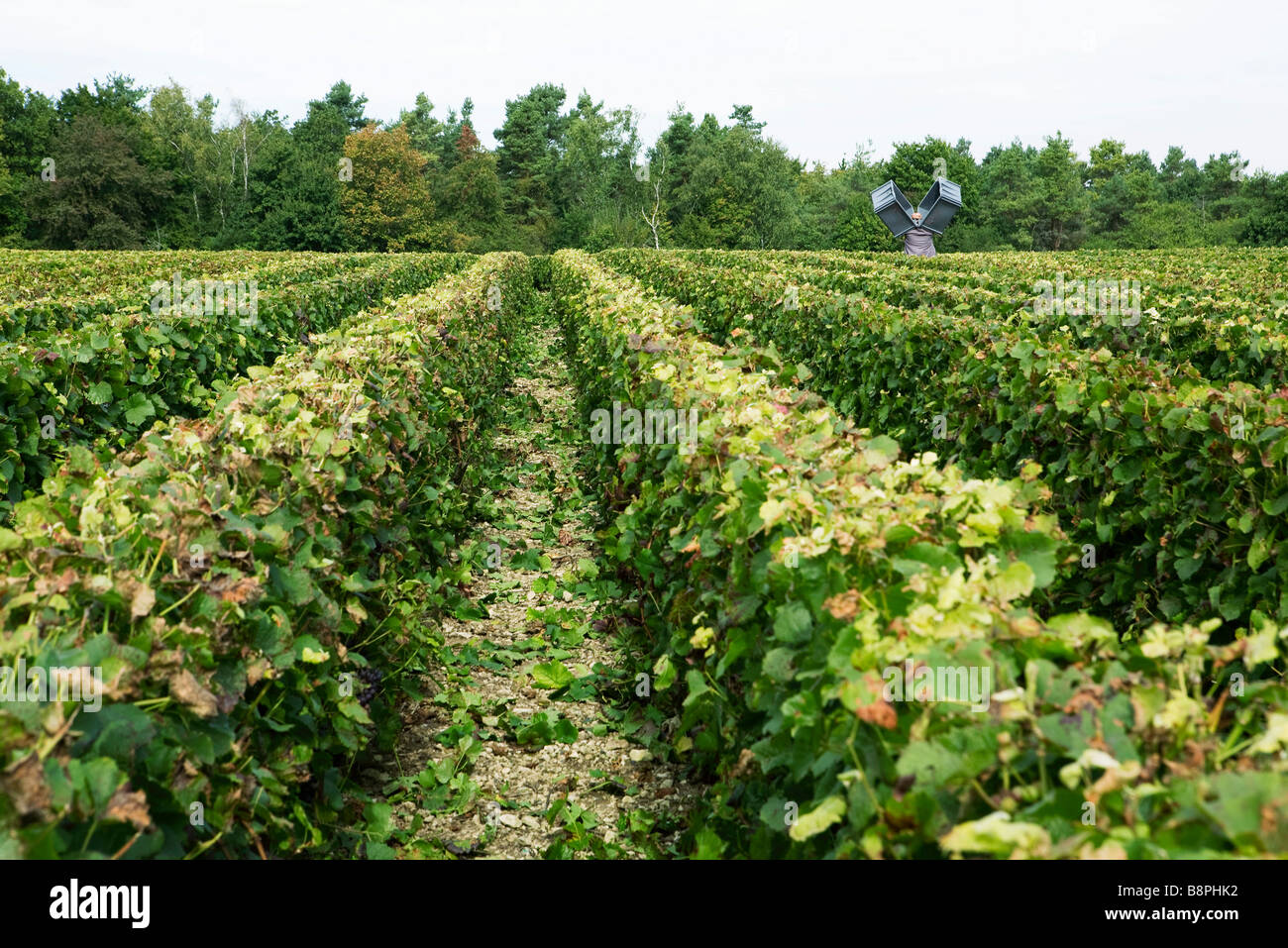Carry grapevines hi-res stock photography and images - Alamy