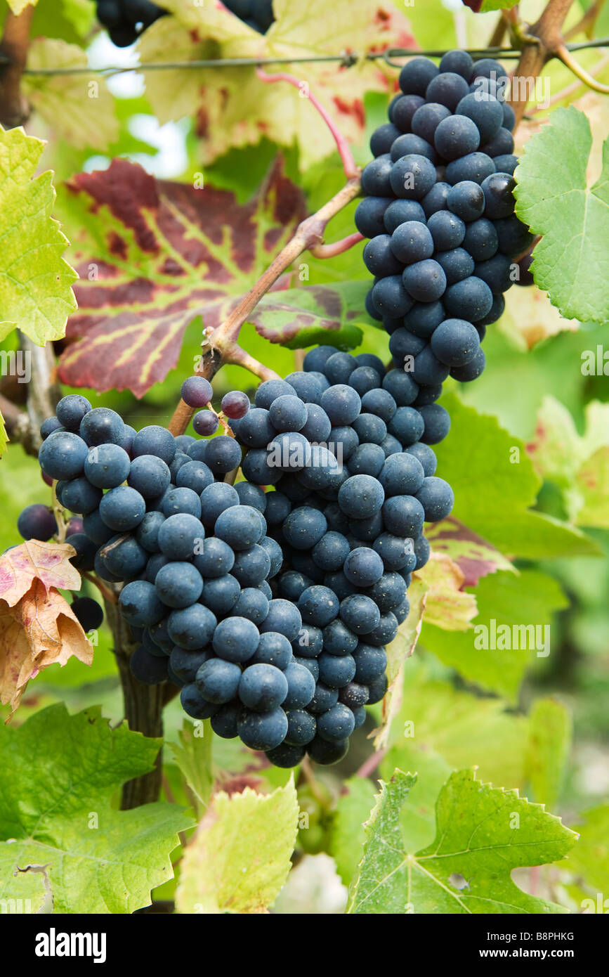 Black Grapes High Resolution Stock Photography and Images - Alamy