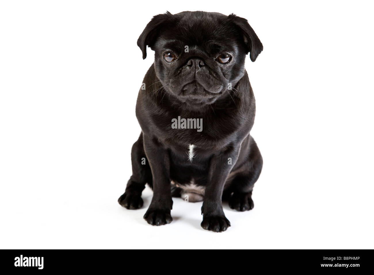Angry Black pug dog with white background Stock Photo - Alamy