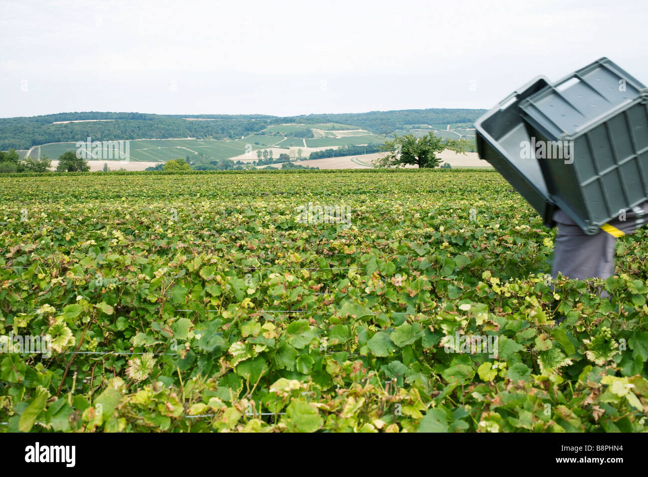 Worker carrying plastic crates hi-res stock photography and images - Alamy Worker carrying plastic crates hi-res stock photography and images - Alamy