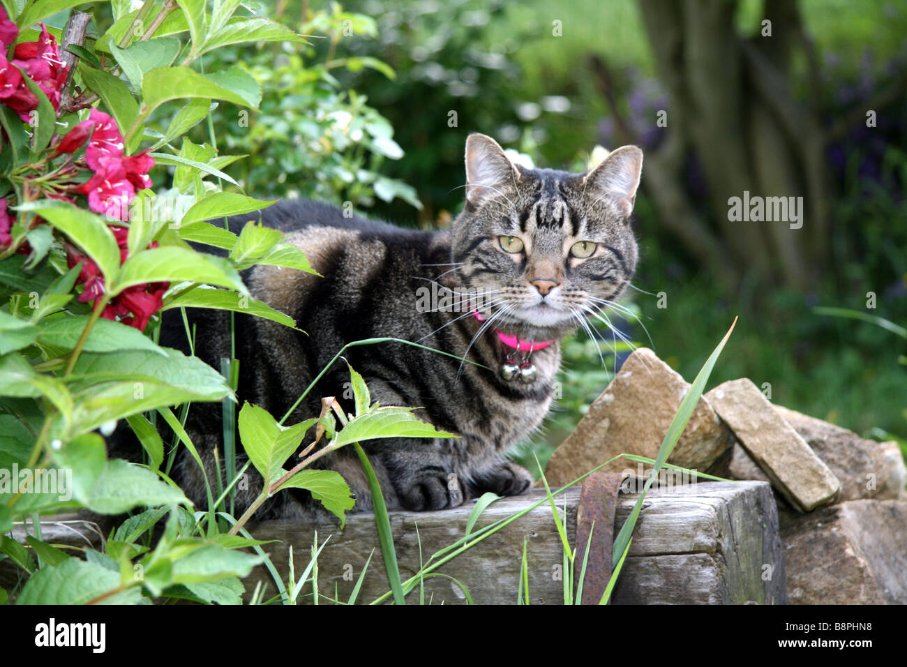 Female cat garden hi-res stock photography and images - Alamy