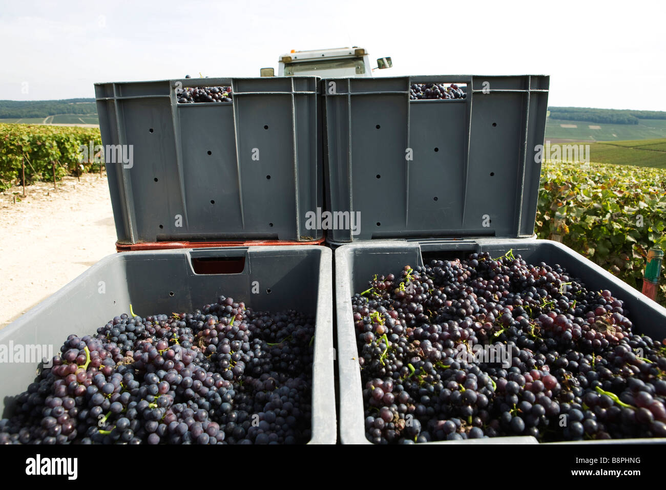 Grape harvest case hi-res stock photography and images - Alamy
