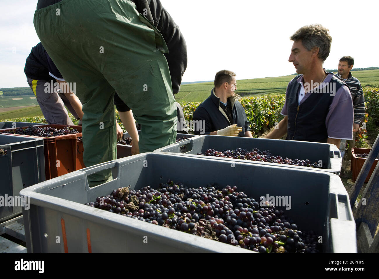France, Champagne-Ardenne, Aube, wine harvesters loading bins of grapes ...