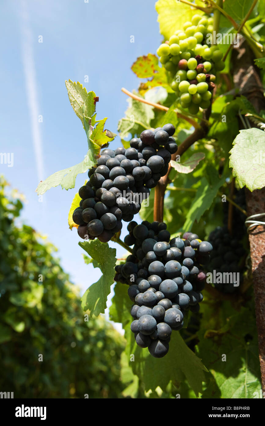 France, Champagne-Ardenne, Aube, grapes growing on vine Stock Photo - Alamy