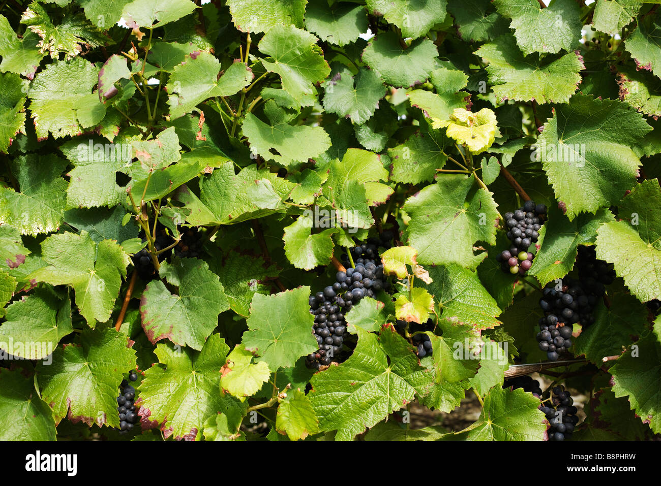 Grapevine, full frame Stock Photo - Alamy