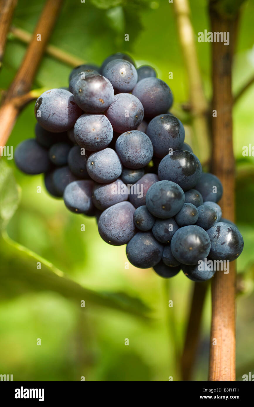 Black grapes growing on vine Stock Photo - Alamy
