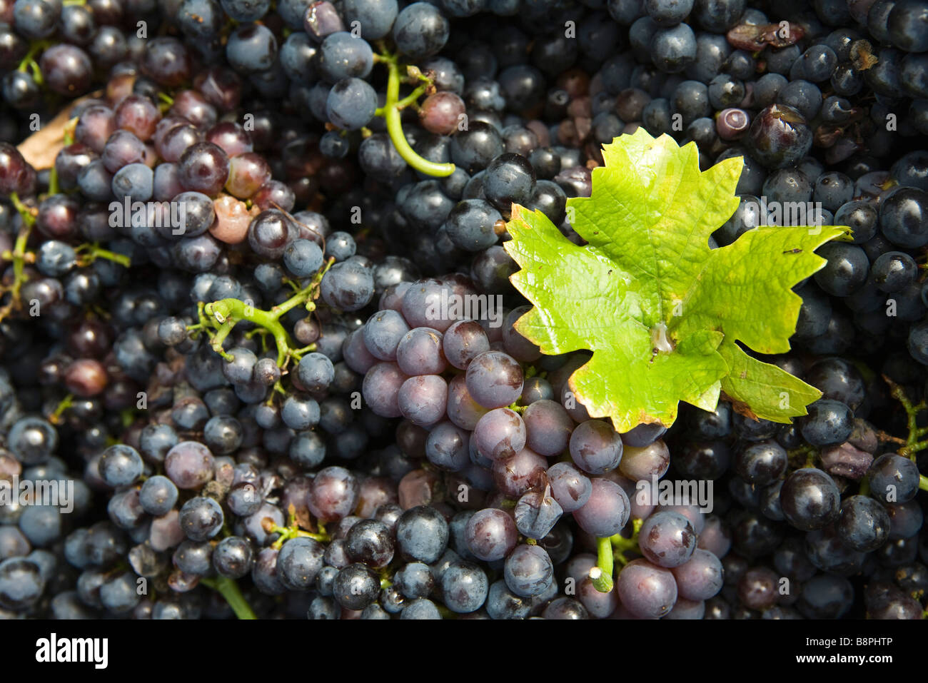 Grape shots hi-res stock photography and images - Alamy