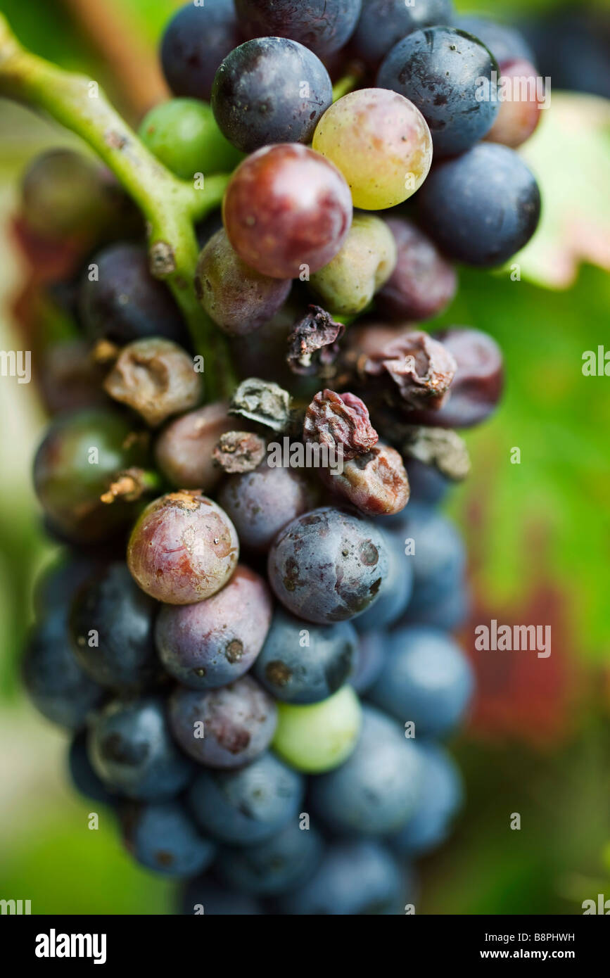 Grapes on vine, close-up Stock Photo - Alamy