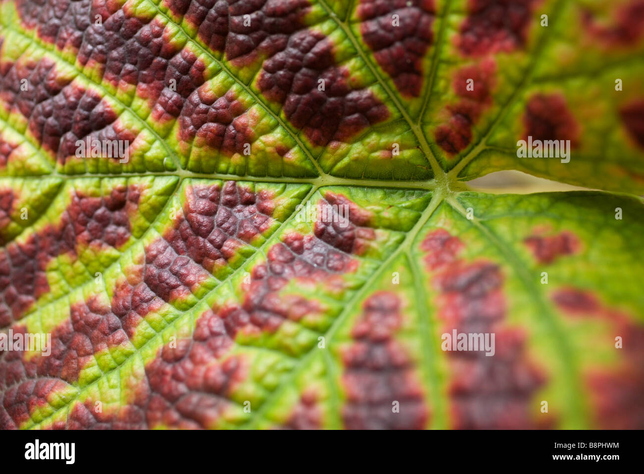 Grape leaf, extreme close-up Stock Photo - Alamy
