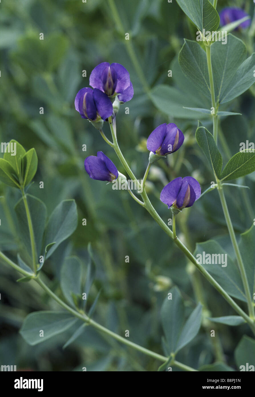 Acorn buds hi-res stock photography and images - Alamy