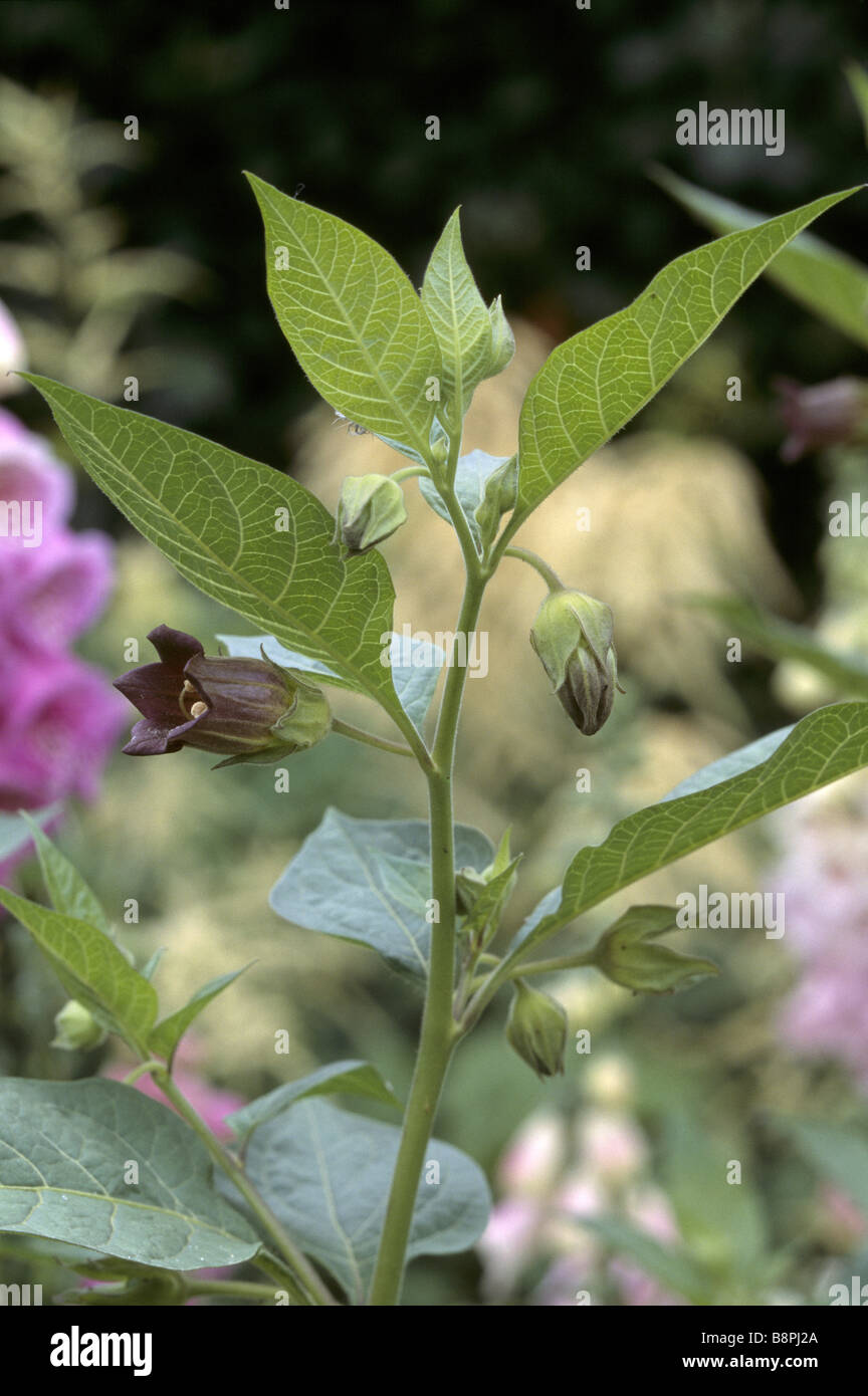 Deadly nightshade garden hi-res stock photography and images - Alamy