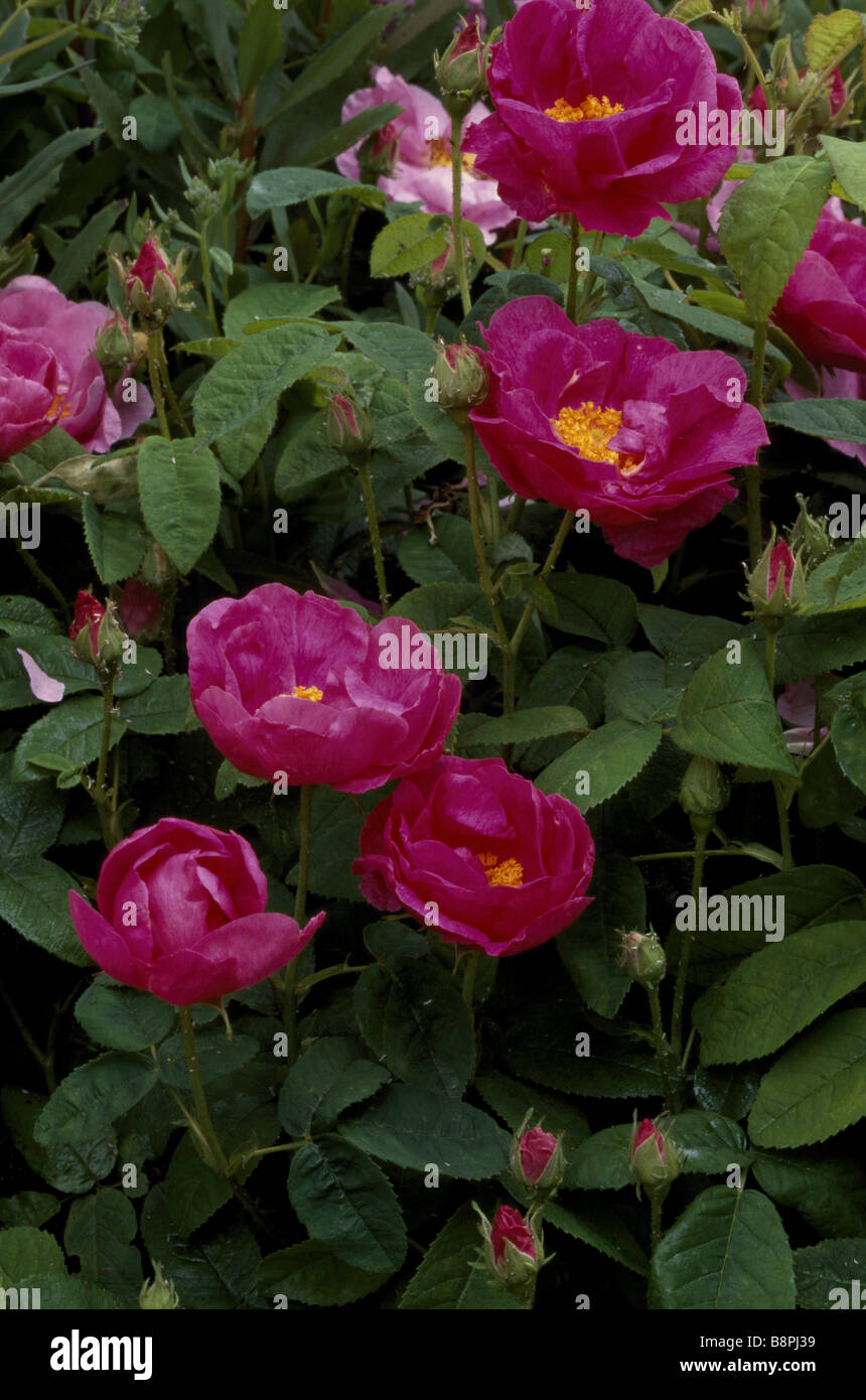 Acorn buds hi-res stock photography and images - Alamy