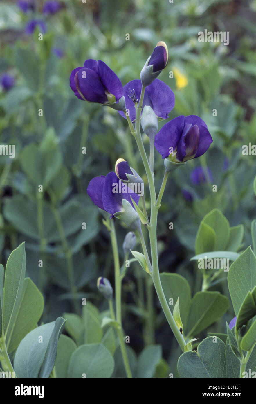 Acorn buds hi-res stock photography and images - Alamy