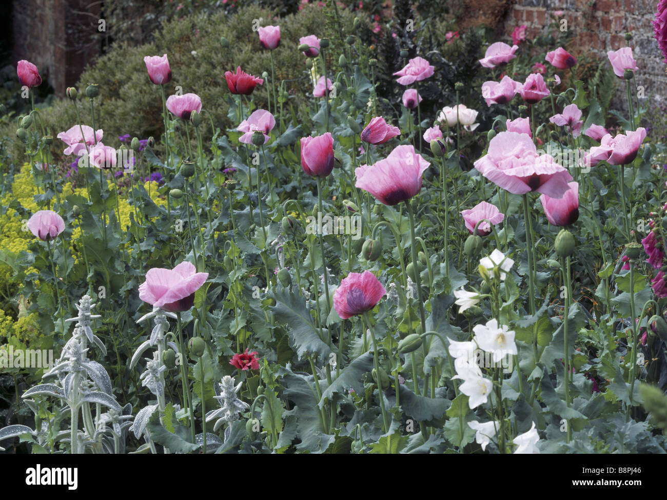 Pink opium poppies at their best in July growing in the terraced ...