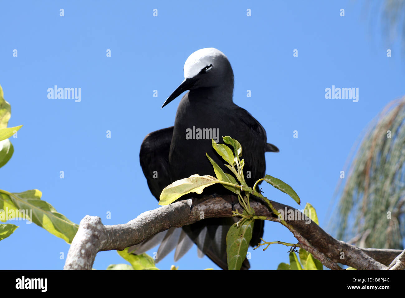 Black Noddy Tern Bird Heron Island Australia Stock Photo - Alamy