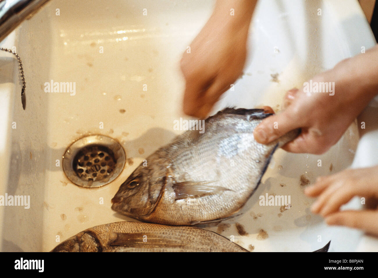 Scaling fish in sink Stock Photo - Alamy