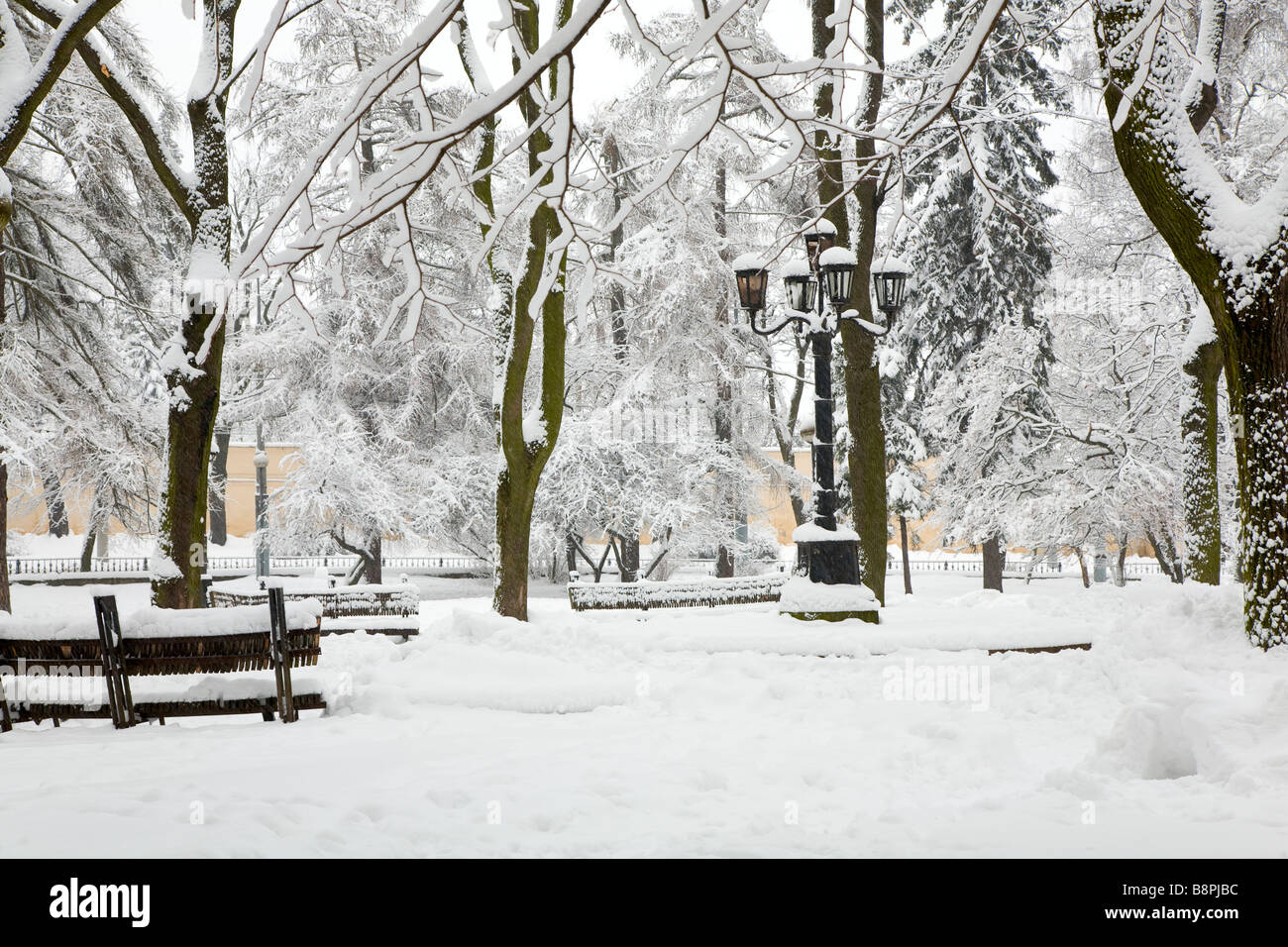 winter dull snowfall day city park view with big snow covered trees and ...