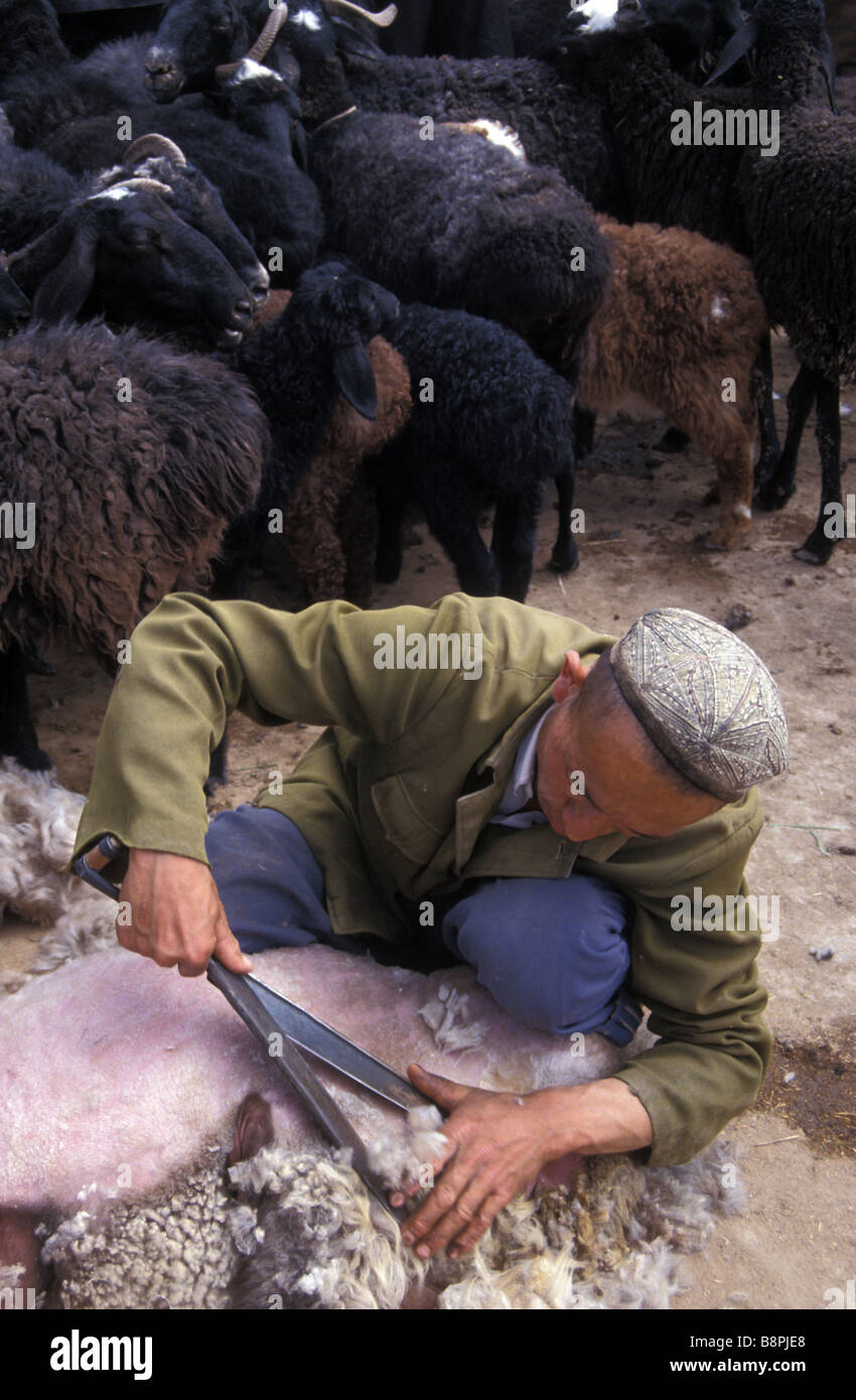 Fat tailed sheep hi-res stock photography and images - Alamy
