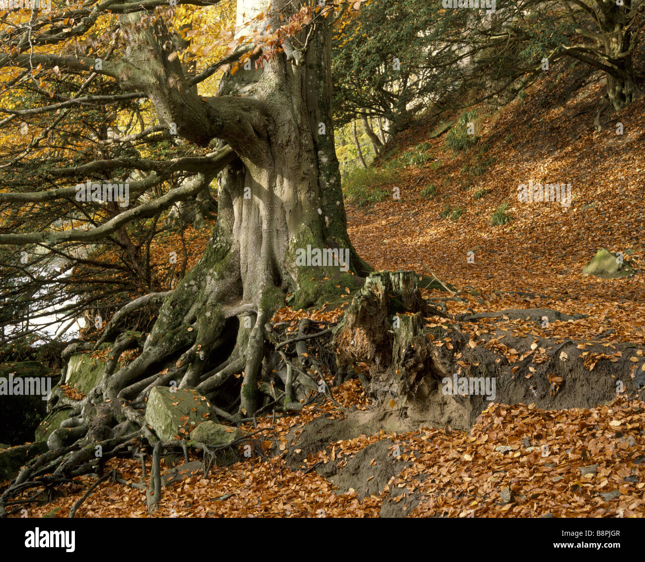 Beech tree with elaborate root system and autumn leaves in beech wood ...