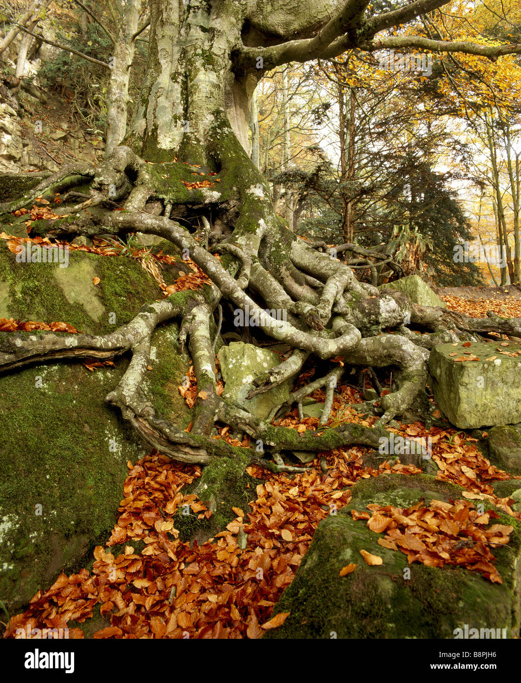 Gnarled and mossy root system and autumn leaves of a beech tree at ...