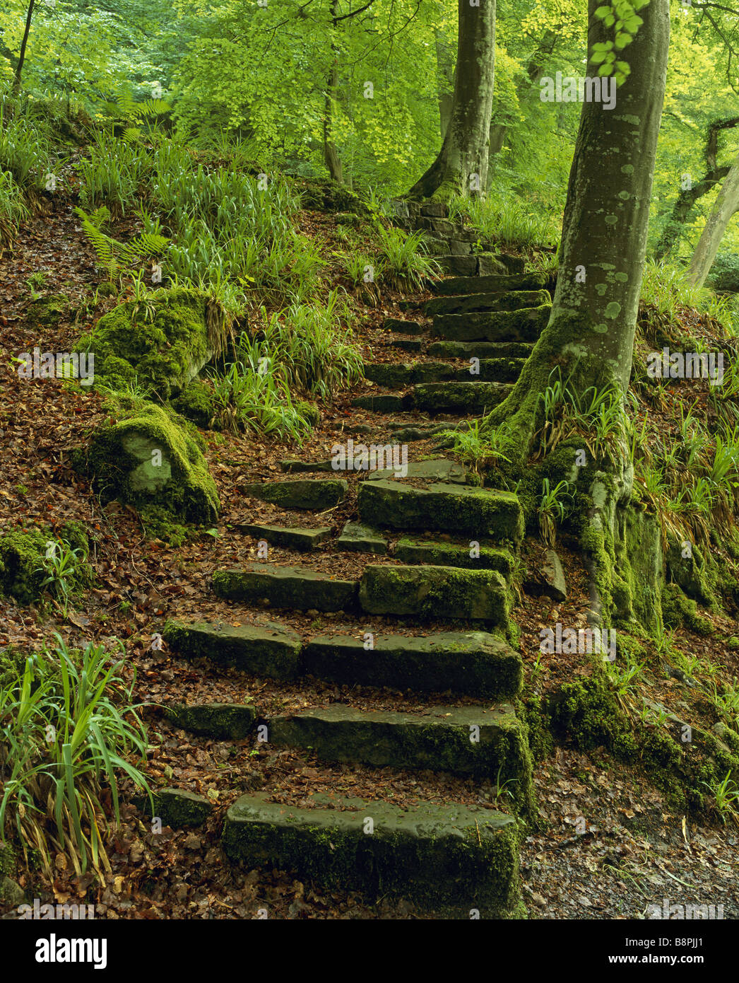 A flight of steps leading up from the River Allen into Morales Wood an ...