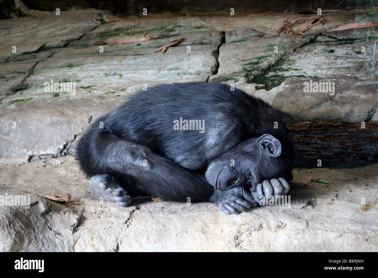 Sleeping Chimpanzee at Tarronga Zoo Stock Photo - Alamy